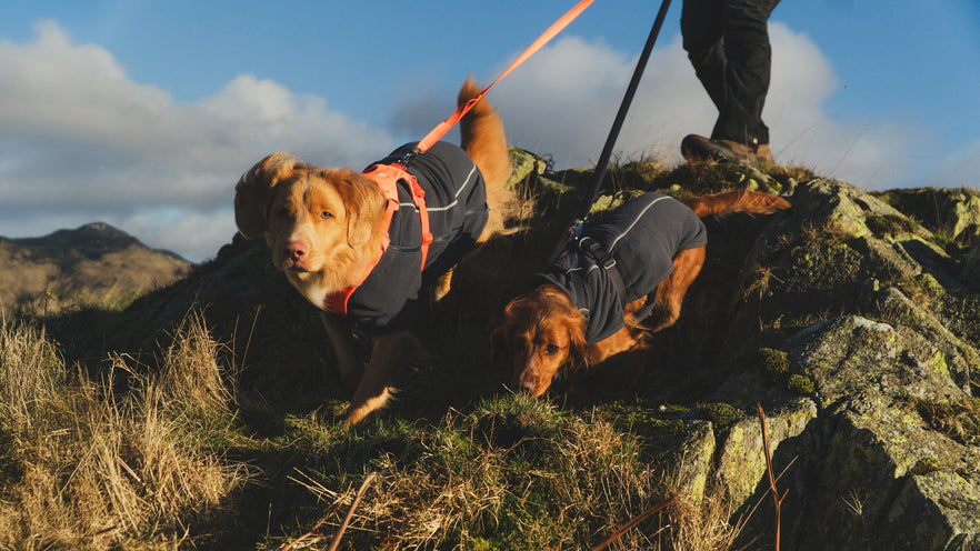 Fall Gear | Ruffwear UK